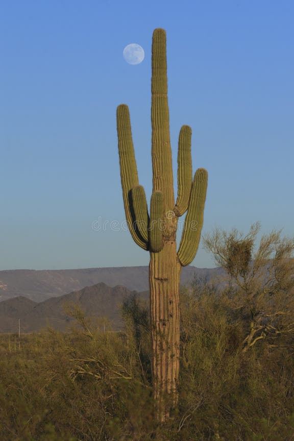 Saguaro Cactus and Full Moon Stock Image - Image of lunar, scenic: 22740435