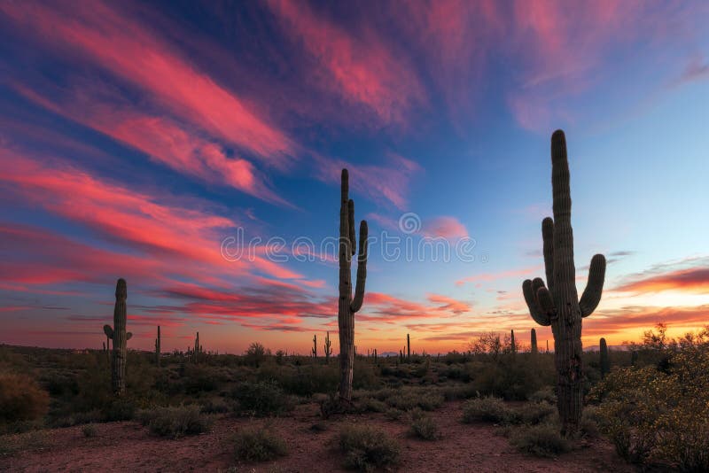 Saguaro Cactus and Arizona Desert Sunset Sky Stock Image - Image of ...