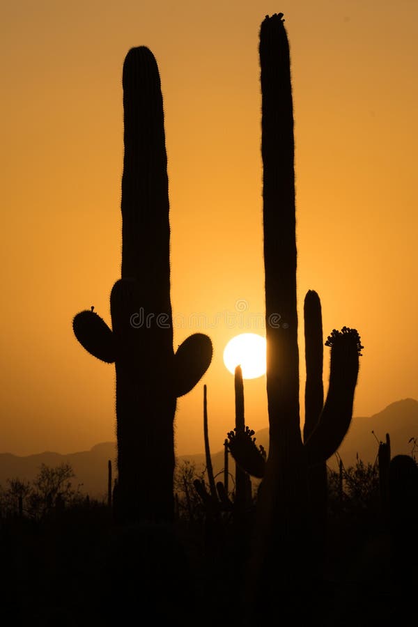 Saguaro Cactus at Sunset stock image. Image of arizona - 272364399