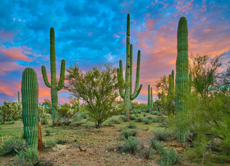 Saguaro Cactus with Dramatic and Colorful Clouds Tucson, Arizona Stock ...