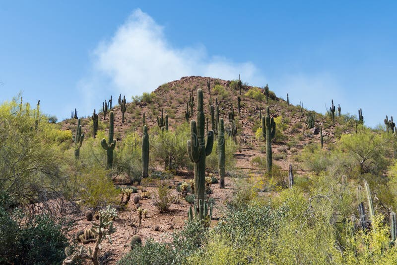 Saguaro-Covered Desert Hillside in Arizona Stock Image - Image of ...