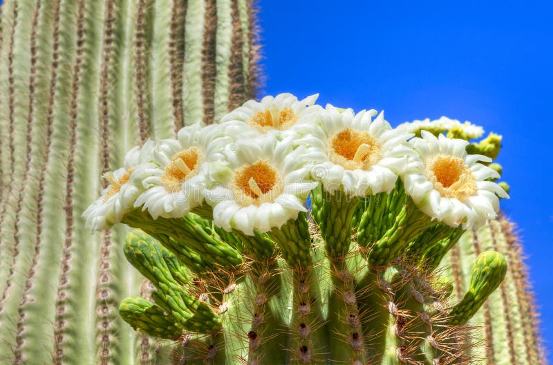 Close Up Saguaro Cactus Flower Stock Image - Image of park, fruit: 31397131