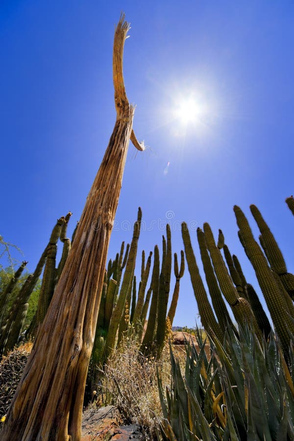 Saguaro Ribs stock photo. Image of pattern, rows, green - 229510508