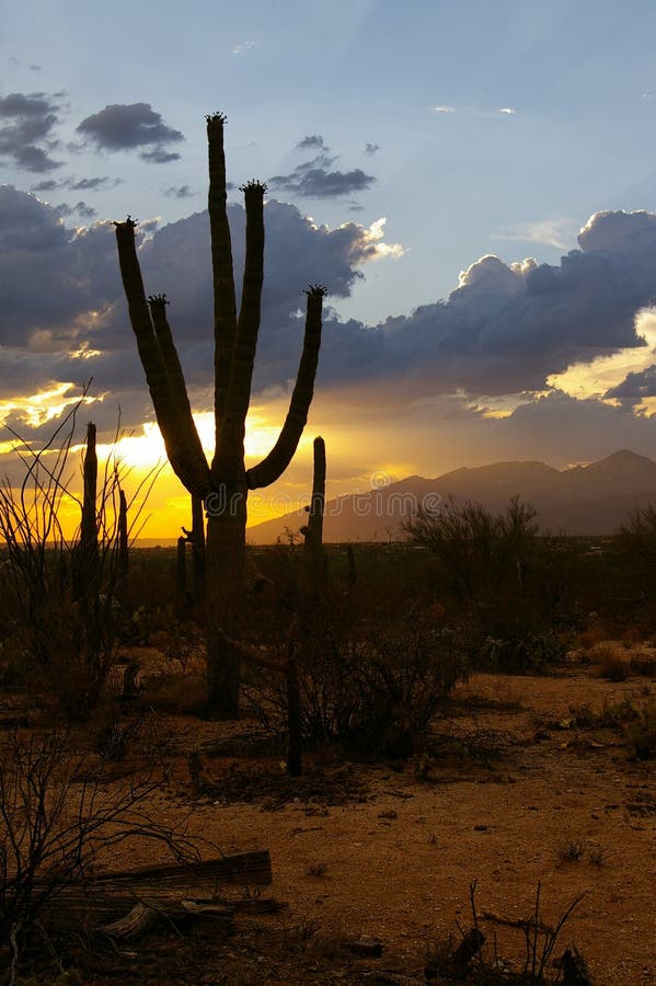 Saguaro at Sunset stock photo. Image of saguaro, panorama - 6472358