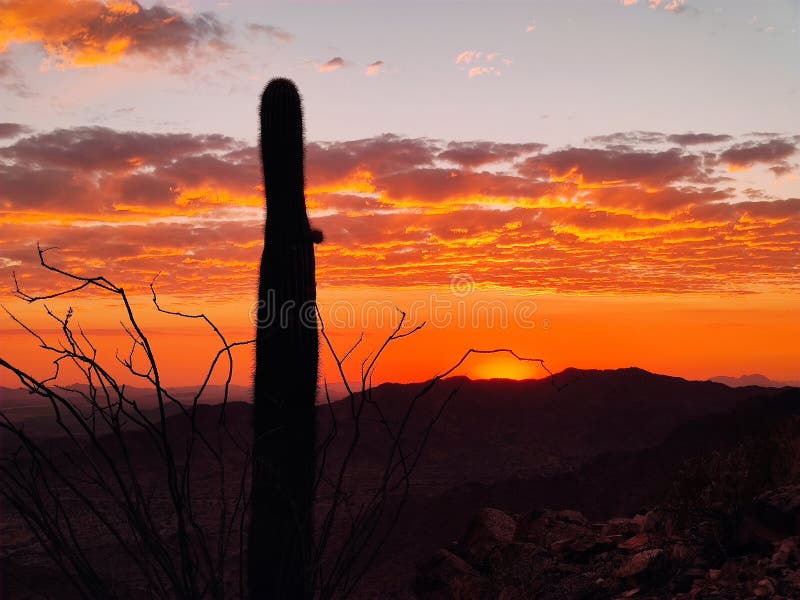 Saguaro at Sunset stock photo. Image of bush, sharp, backlit - 583048
