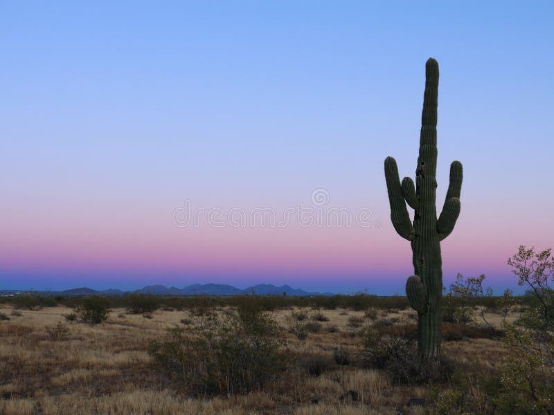 Saguaro at Sunset stock photo. Image of bush, sharp, backlit - 583048