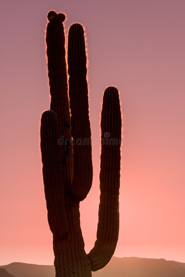 Saguaro at Sunset stock photo. Image of sunset, arizona - 64336926