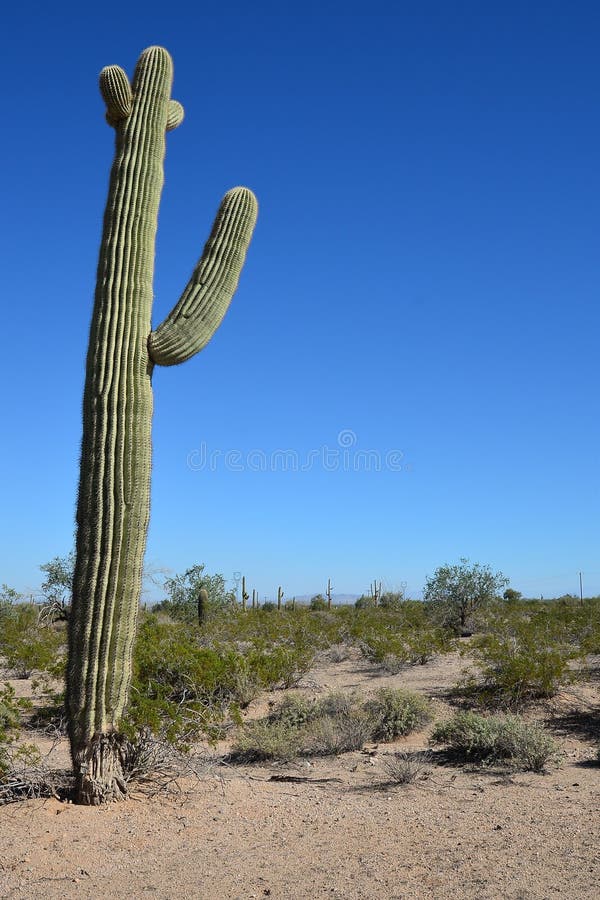 Saguarocactus Door Het Rust Einde Stock Afbeelding - Image of nevada ...