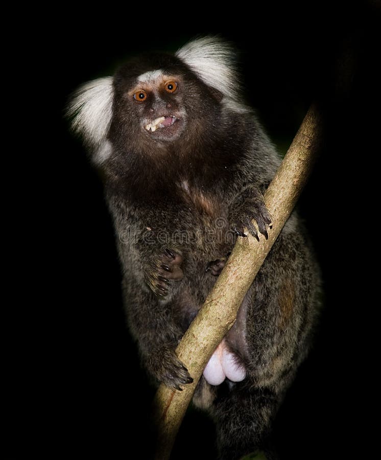 Sagui stock foto. Image of primaten, zwart, marmoset - 109112624