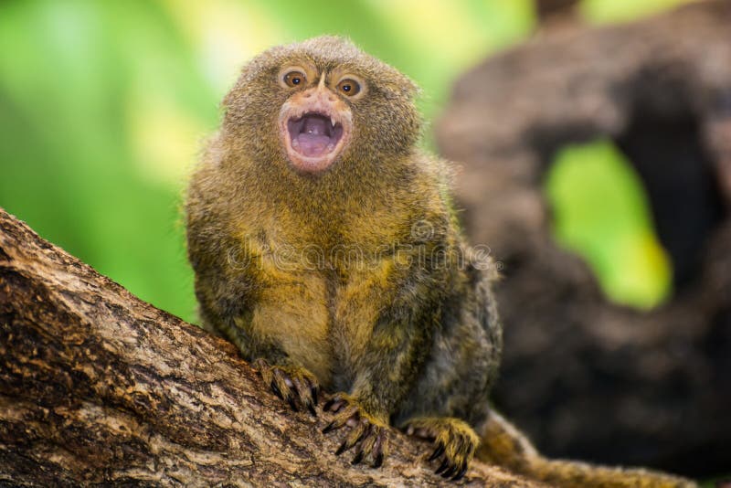 Macaco-marmoset Pigmeu Comendo Algo Foto de Stock - Imagem de marrom ...