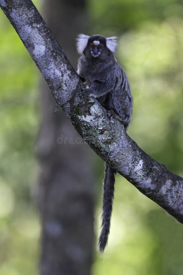 Dwergaap op de schommeling stock foto. Image of schommeling - 43204276