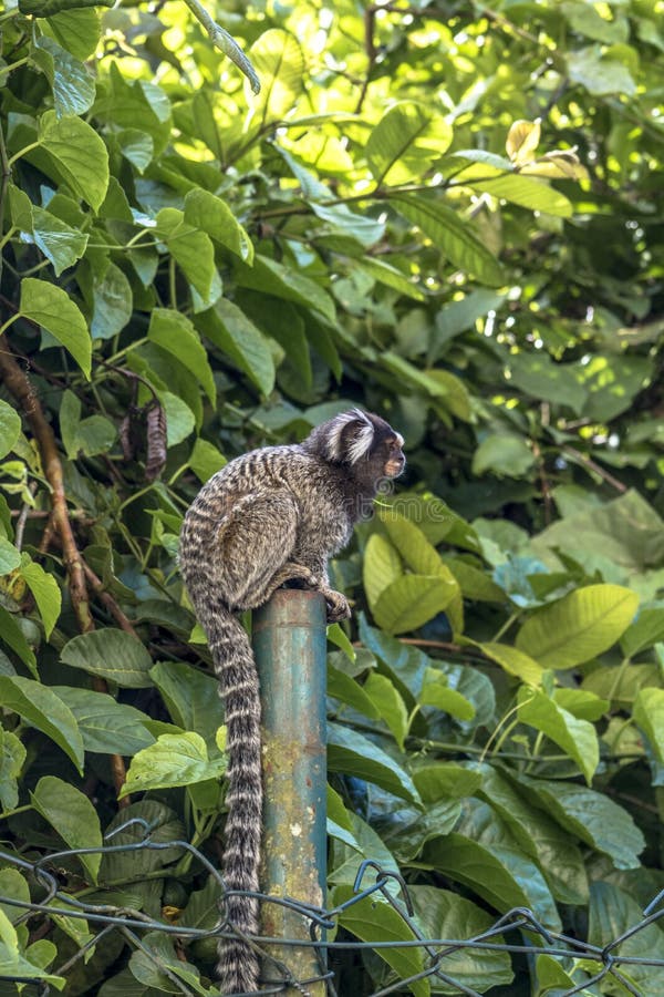 Sagui stock image. Image of marmoset, jungle, outdoor - 109339633