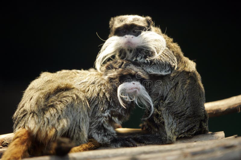 Wild horse-tarpan stock photo. Image of horse, animals - 3595392