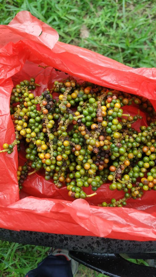 Sahang or papper stock image. Image of produce, plant - 262476671