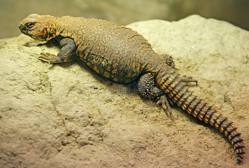 129 Dabb Stock Photos - Free & Royalty-Free Stock Photos from Dreamstime