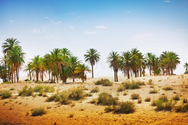 Date Palm Trees in the Desert Stock Photo - Image of outdoor, nature ...