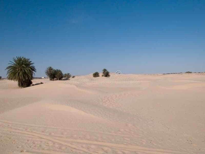 Sahara Desert stock photo. Image of dunes, vacation, sandy - 2958626