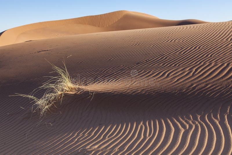 Desert grass in the Sahara stock image. Image of egypy - 101084735