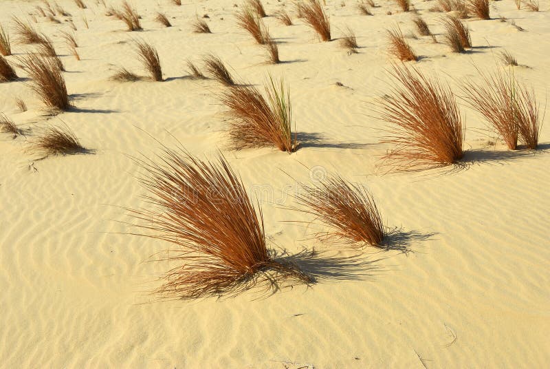 Sahara Desert, Grass in Sand, Egypt Stock Image - Image of change ...