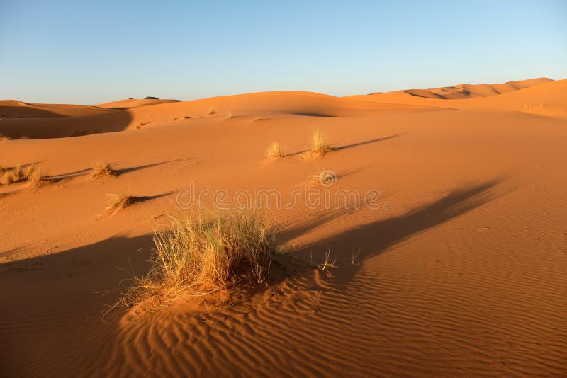 Sahara desert landscape. stock photo. Image of texture - 101464594