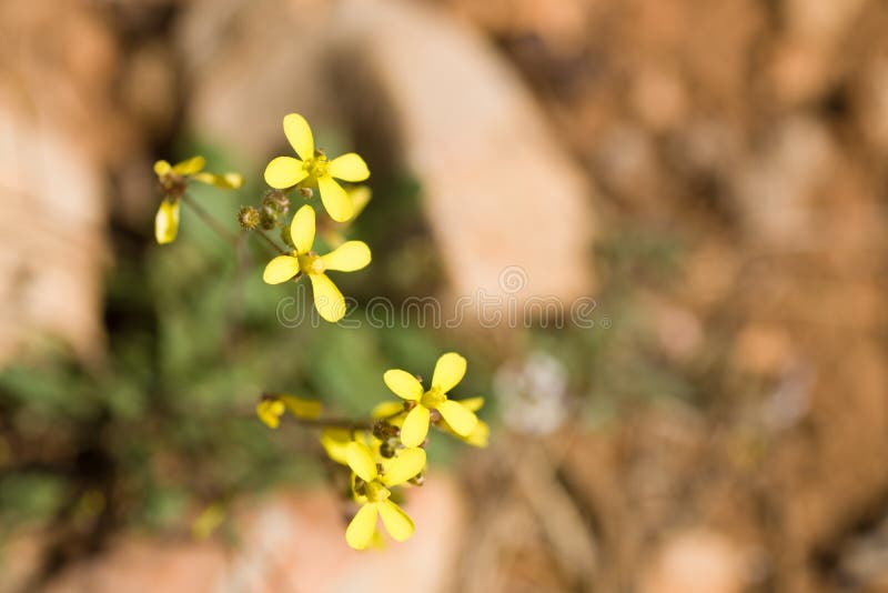 Sahara mustard stock photo. Image of blossom, flower - 30006276