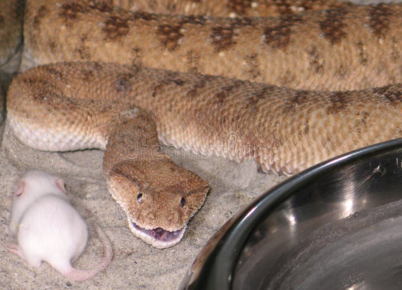Sahara Sand Viper (Cerastes Vipera) Stock Image - Image of sinai ...