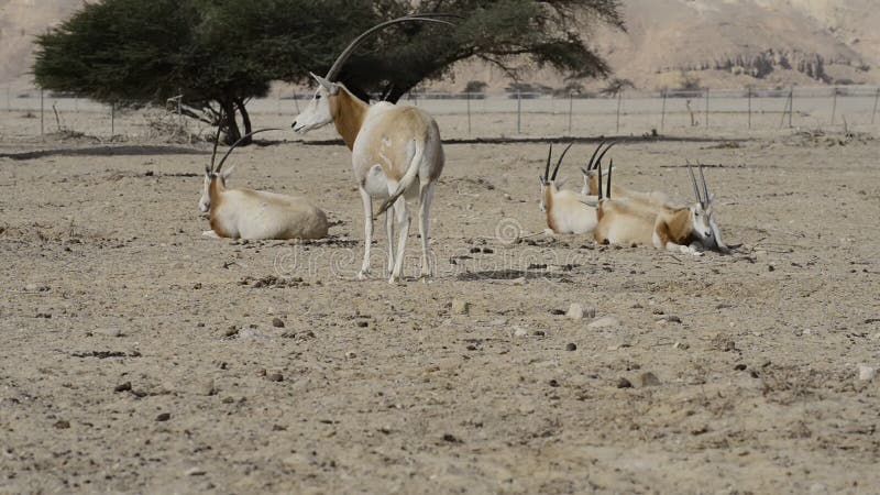 The Scimitar Oryx or Scimitar-horned Oryx Oryx Dammah, Also Known As ...