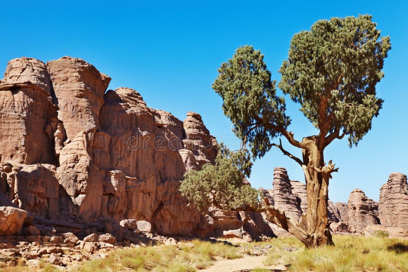 Saharan Cypress, Tassili N Ajjer, Algeria Stock Image - Image of sand ...
