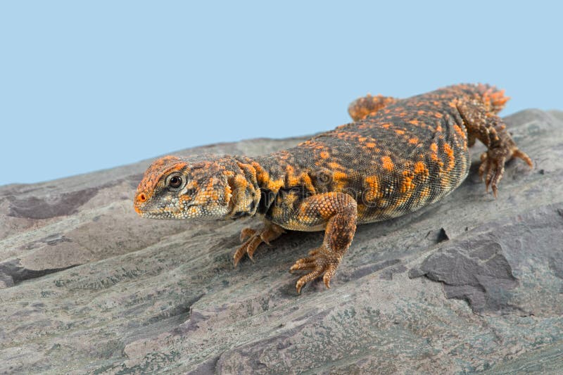 Saharan Spiny Tailed Lizard Uromastyx Geyri Stock Photo - Image of ...