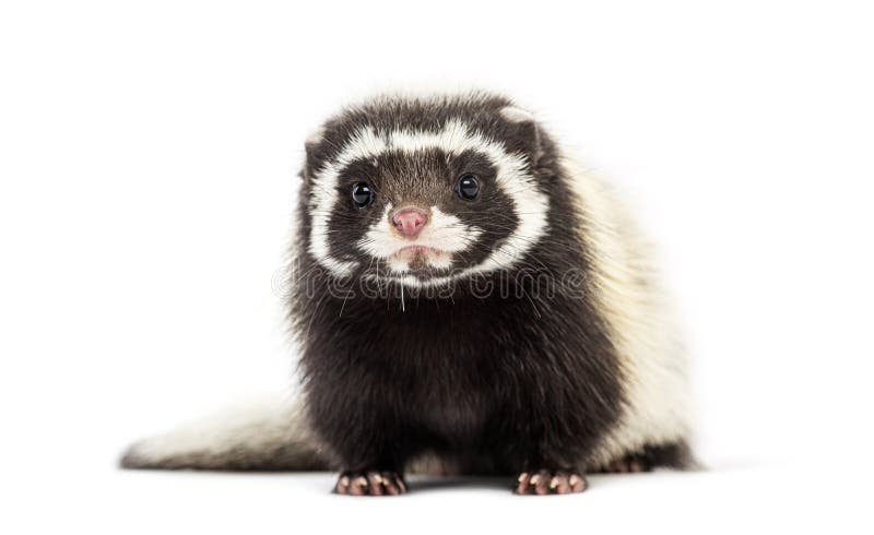 Saharan Striped Polecat, Ictonyx Libycus, Facing and Looking at the ...