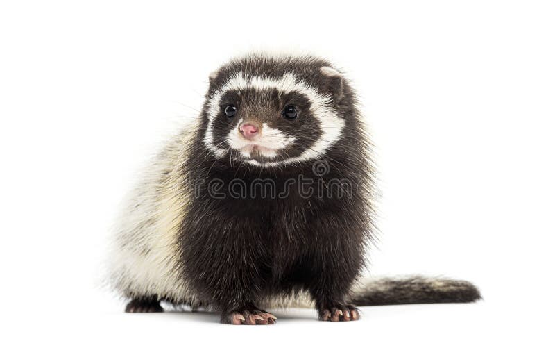 Saharan Striped Polecat, Ictonyx Libycus, Isolated on White Stock Image ...