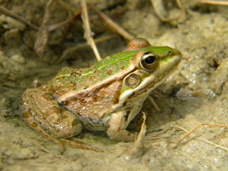 Saharan water frog stock photo. Image of timpan, desert - 25659742