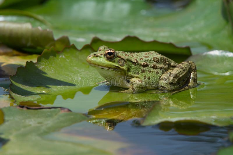 Saharicus De Sahara Frog Pelophylax Image stock - Image du nord, détail ...