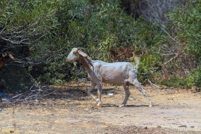 Sahelian Goat: Exploring the Unique Breed in Its Natural Habitat Stock ...