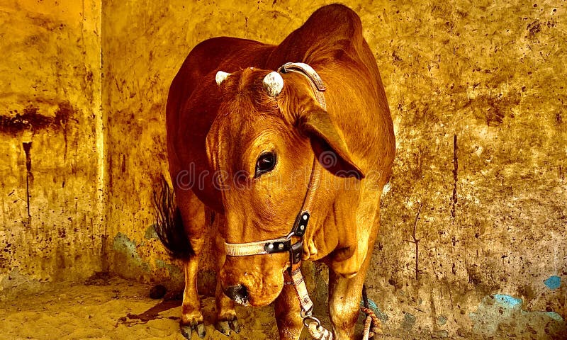 Sahiwal Cattle
