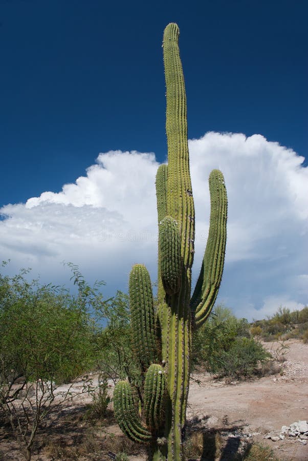Sahuaro Cactus stock photo. Image of arizona, mountains - 11673164