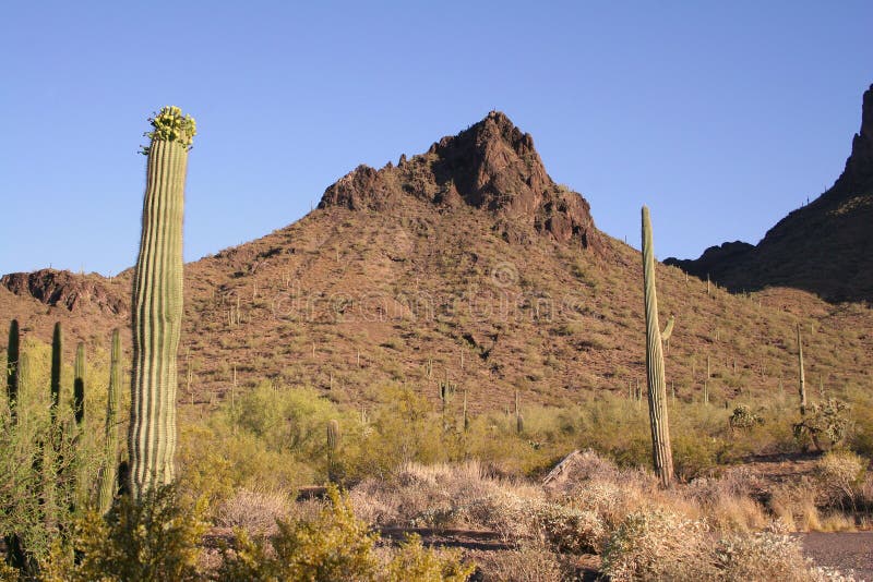 Sahuaro Cactus stock photo. Image of mountains, adobe, sahuaros - 294962