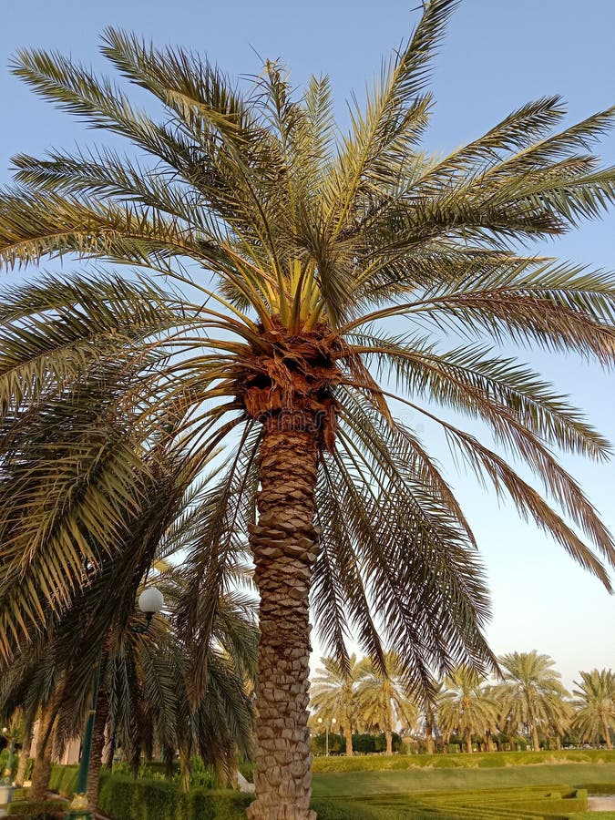 Sahwa park in Muscat, Oman stock image. Image of tree - 235104549