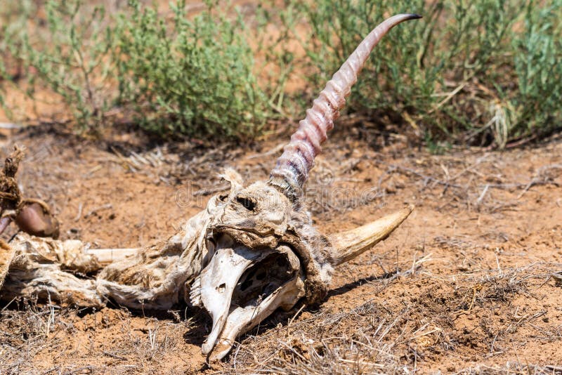 Saiga Antelope or Saiga Tatarica Skull, Corpse, Dead Body in Desert ...