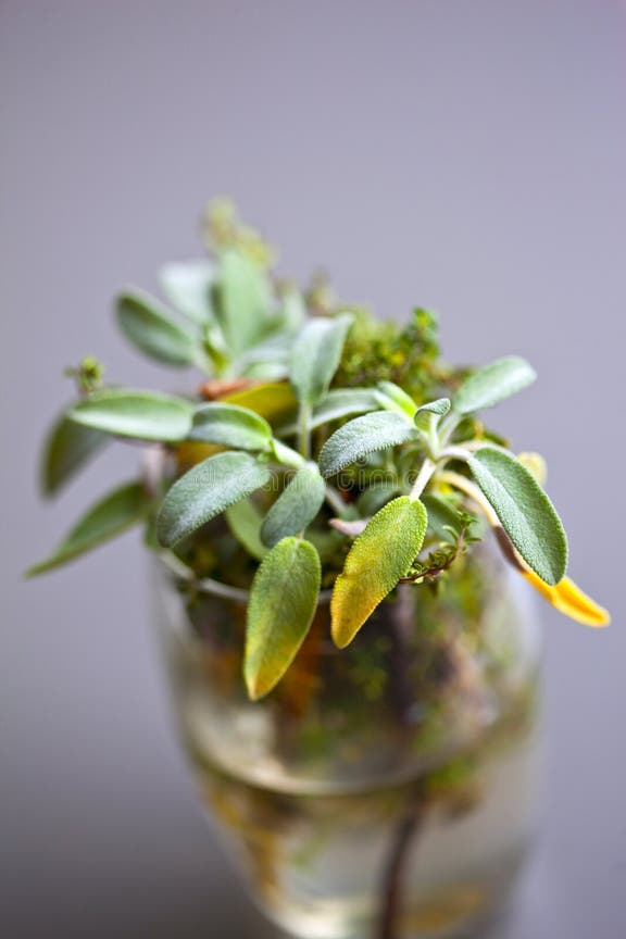 Saige stock image. Image of close, focus, green, nature - 55197767