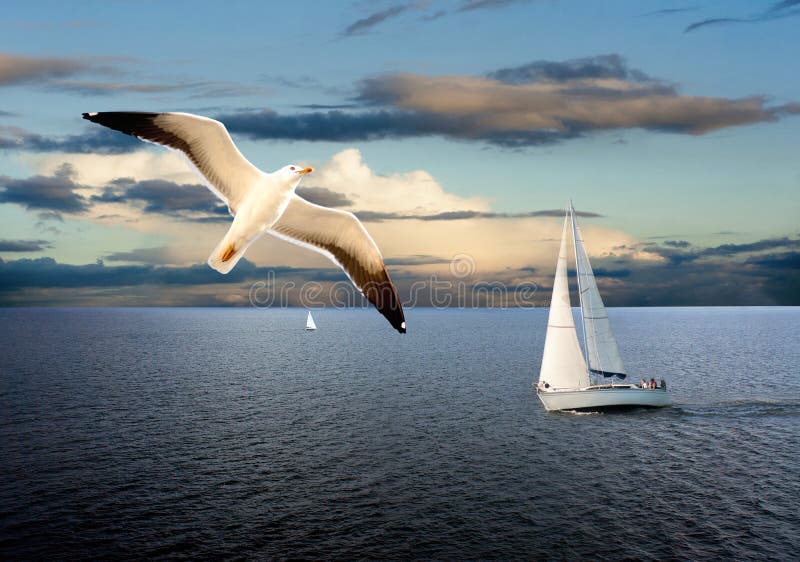 Sail boat and seagull stock photo. Image of flying, boat - 26059058