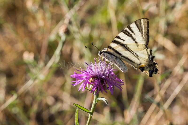 Sail Moth Iphiclides Podalirius Stock Photo - Image of seldom, thistle ...