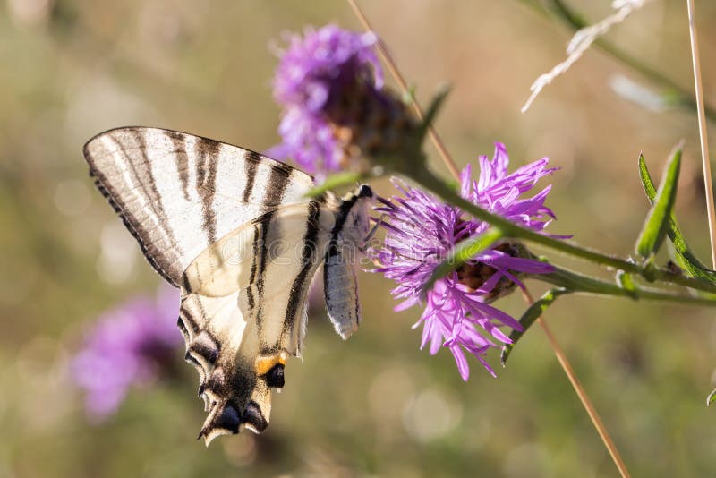 Sail Moth Iphiclides Podalirius Stock Photo - Image of lepidoptera ...