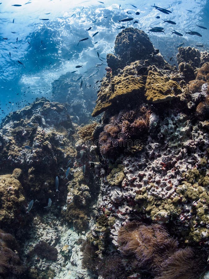 Coral Reef. Sail Rock stock image. Image of flora, colony - 194468231