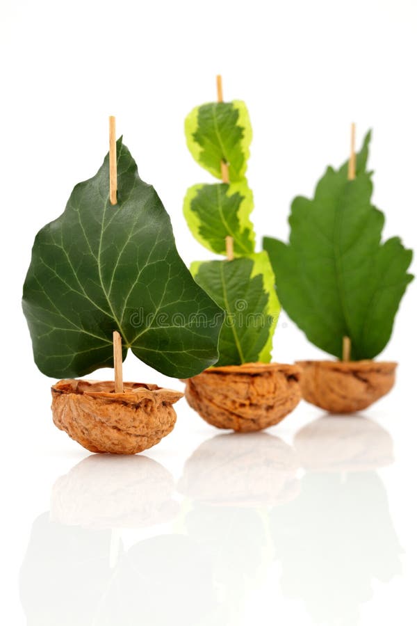 Sailboat Marine Made of Walnut Shell Stock Image - Image of abstraction ...