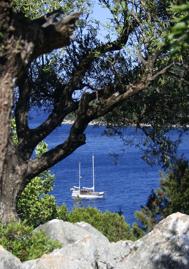 Sailboat Seen Through Tree Leaves Picture. Image: 10569200