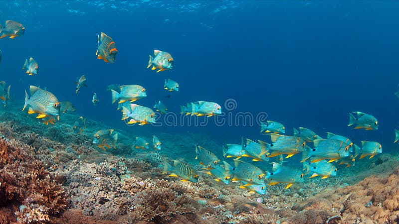 Sailfin and Blubberlip Snapper on a Coral Reef Stock Image - Image of ...
