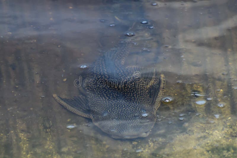 Sailfin Catfish on the Bottom of the River Stock Photo - Image of ...