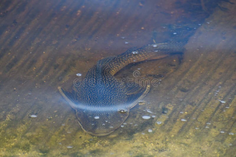 Sailfin Catfish on the Bottom of the River Stock Photo - Image of ramp ...