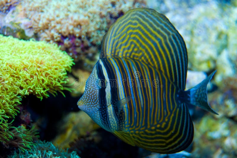 Sailfin tang stock image. Image of veliferum, marine - 28049633